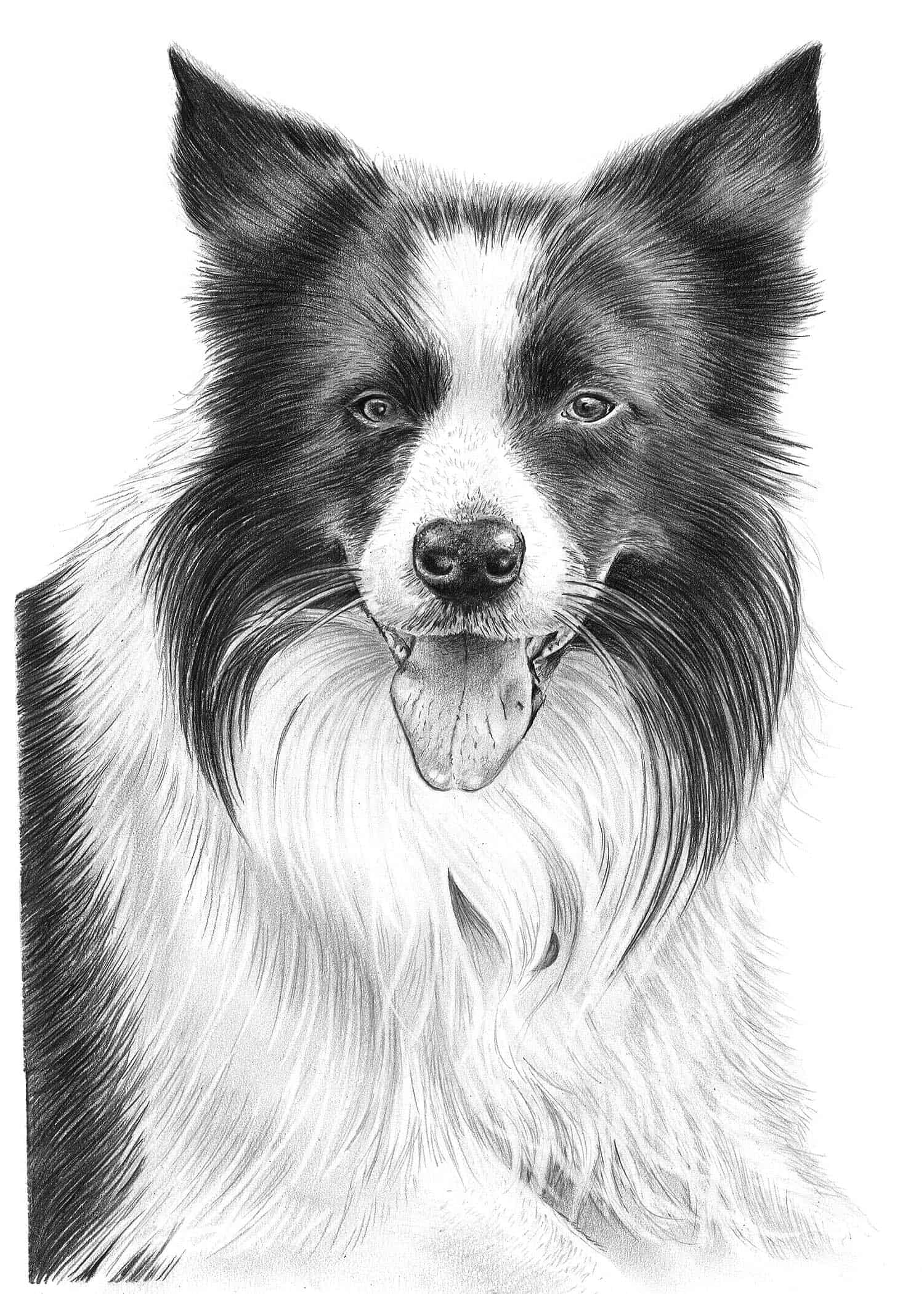 Pencil Drawing Of Border Collie Pencil Sketch Portraits