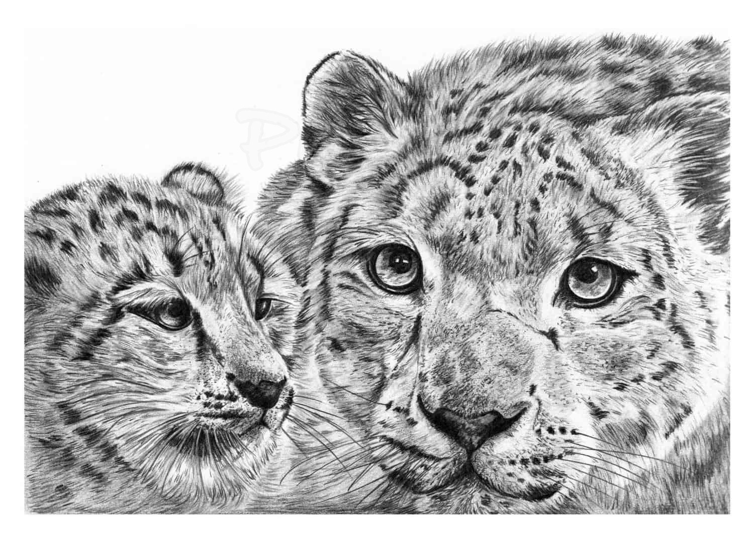 Snow Leopard Drawings - Drawings of Snow Leopards for Sale