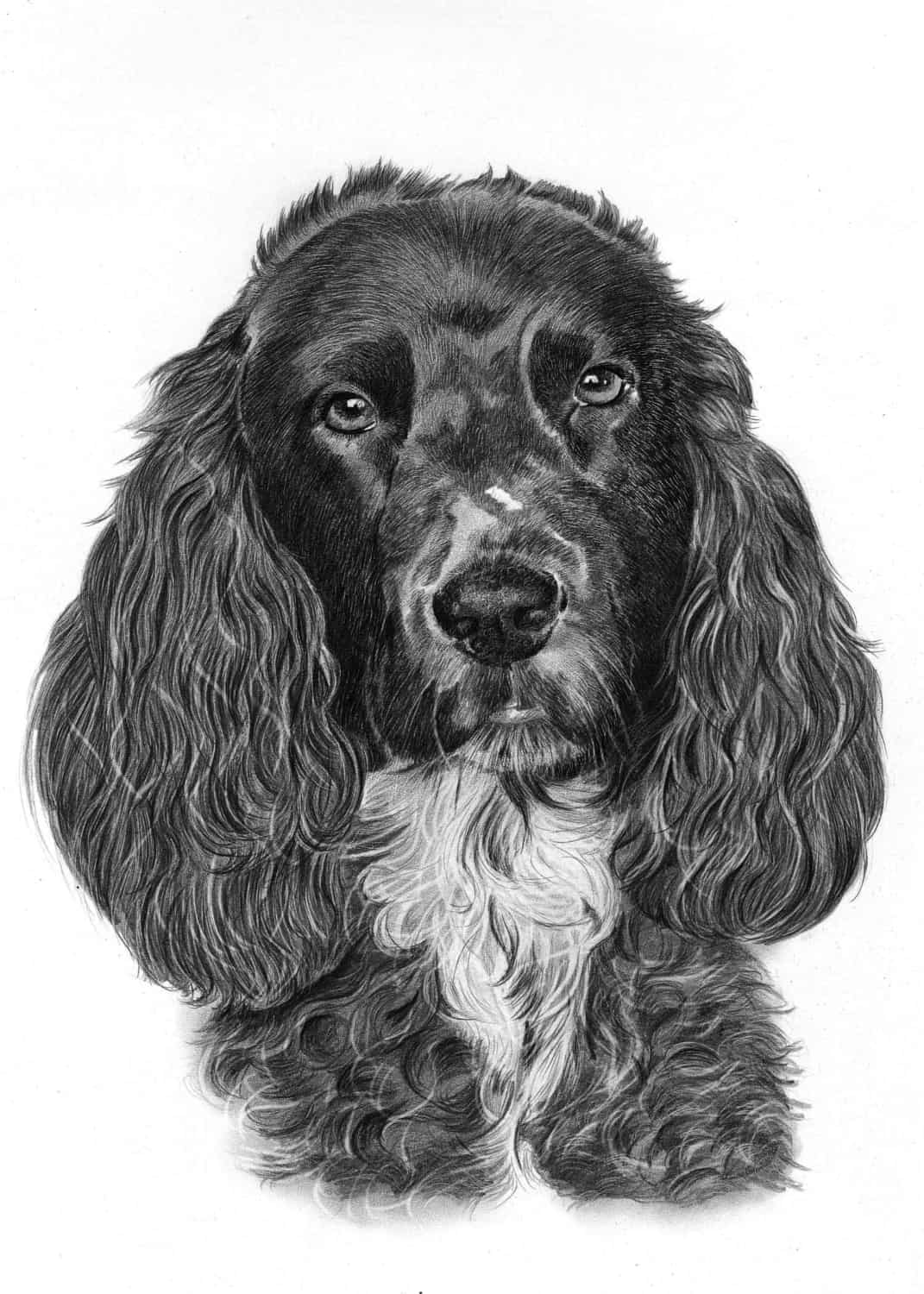 Pencil Drawing of Working Cocker Spaniel | Pencil Sketch Portraits