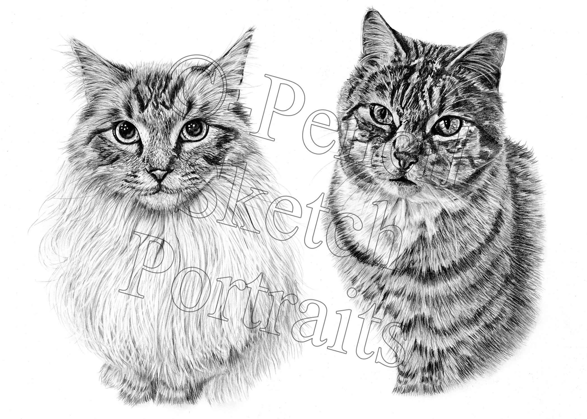 Cat Portraits UK | Custom Pencil Cat Drawings from Photos