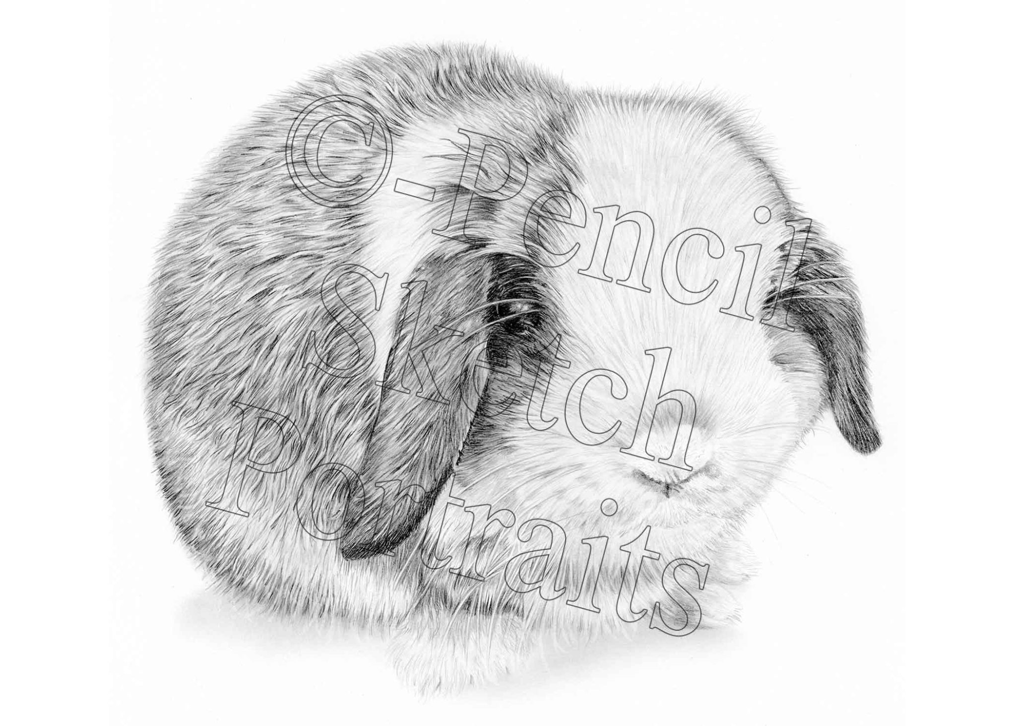 Rabbit Portraits UK | Custom Pencil Rabbit Drawings